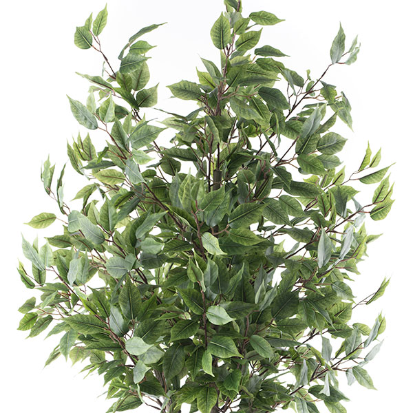 Weeping Fig Tree Fire Rated 1600mm H R2999 - EasyIvy Foliage