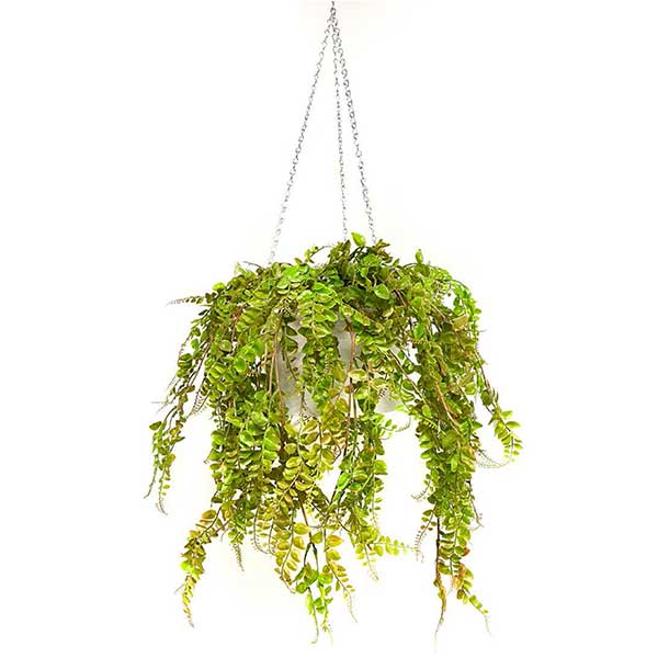 Button Vine Hanging Cylinder Medium - Easy Ivy