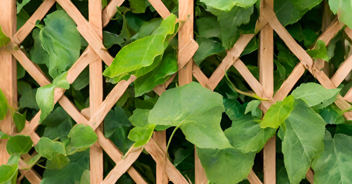 How EasyIvy Can Be Used on Lattices - Easy Ivy