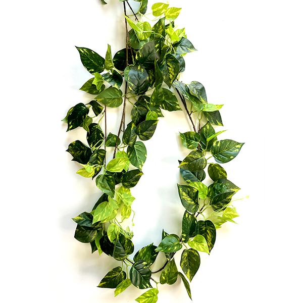 Hanging Vines Archives - Easy Ivy